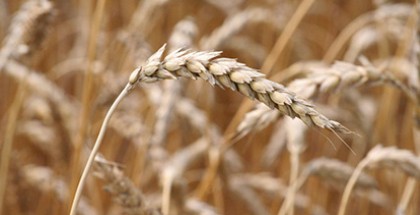 Central Testing Laboratory Ltd. | Member Directory | Life Science ...